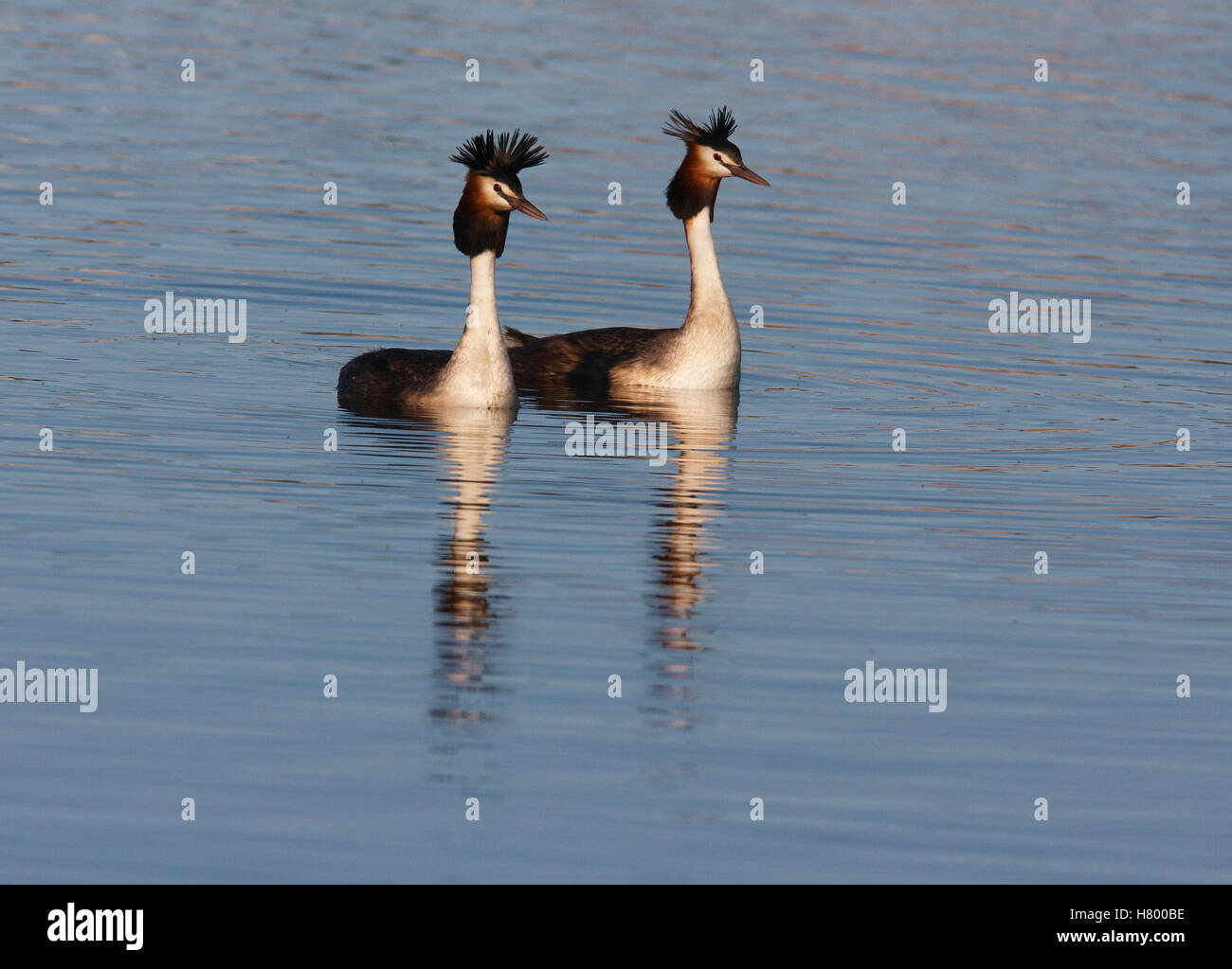 Great Crested Grebe (Podiceps cristatus) male and female beginning ...