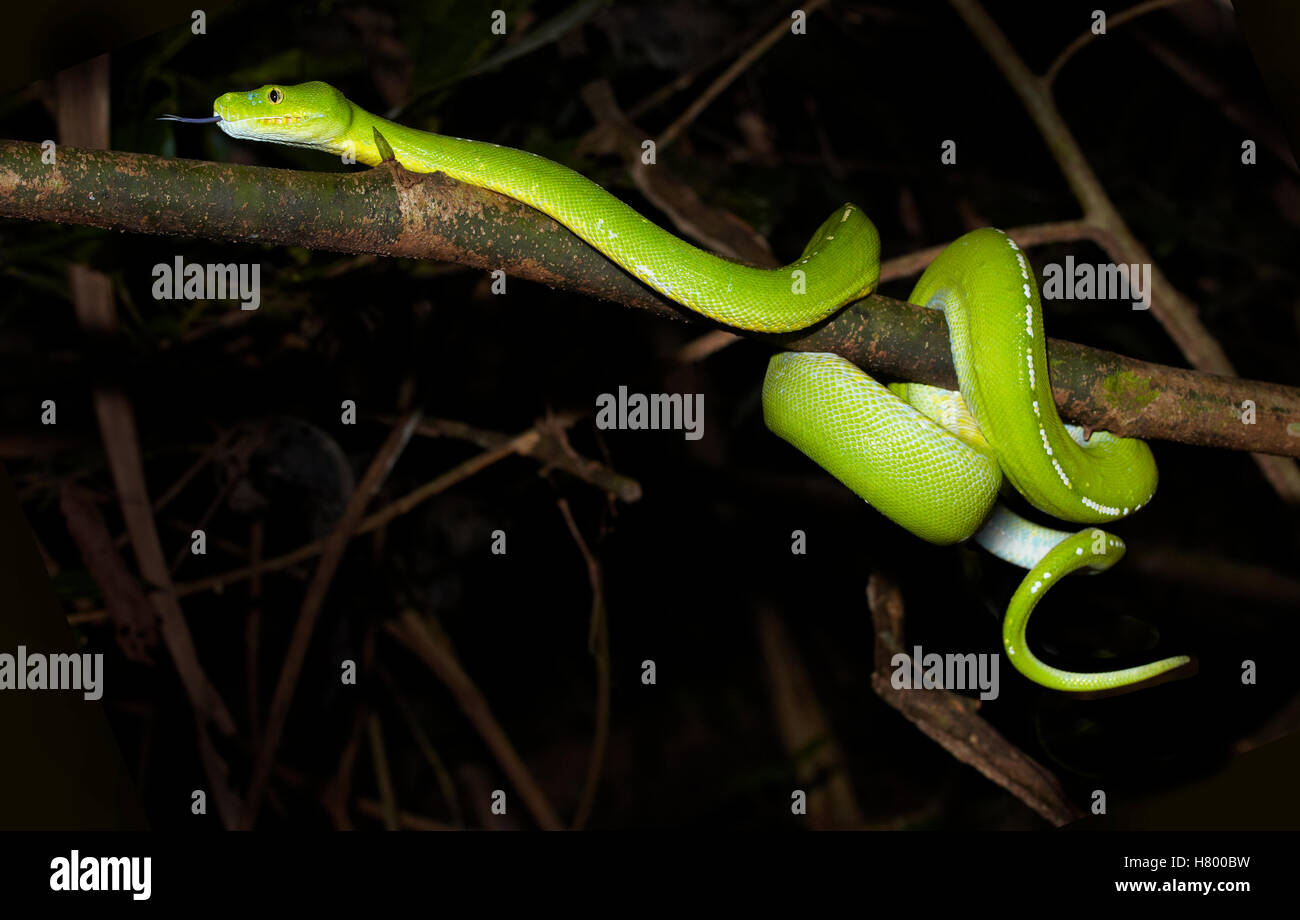 Green Tree Python (Morelia viridis) coiled around tree branch, Iron ...