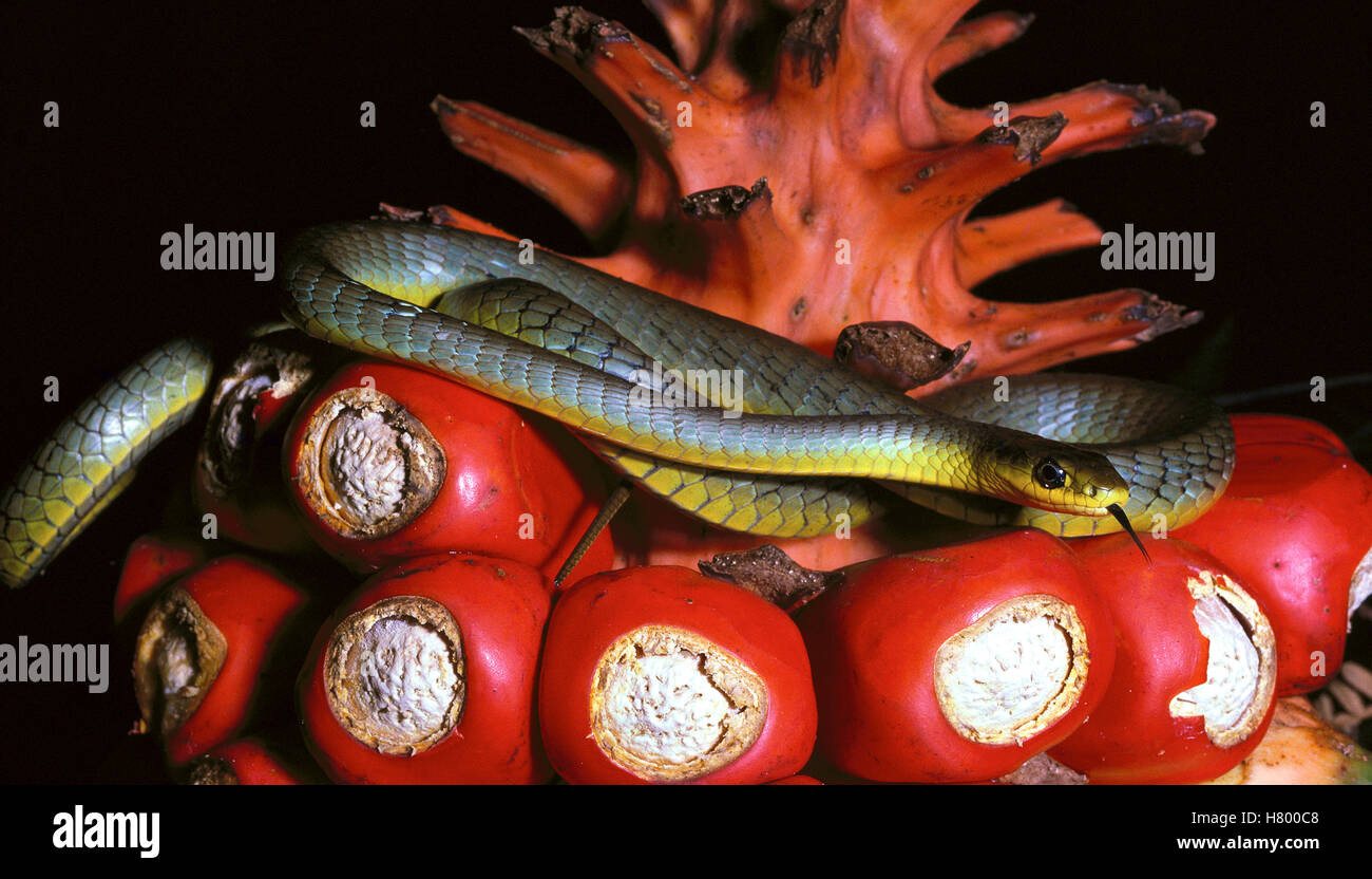 Green Tree Snake (Dendrelaphis punctulata) cotrasts with Zamia Palm ...