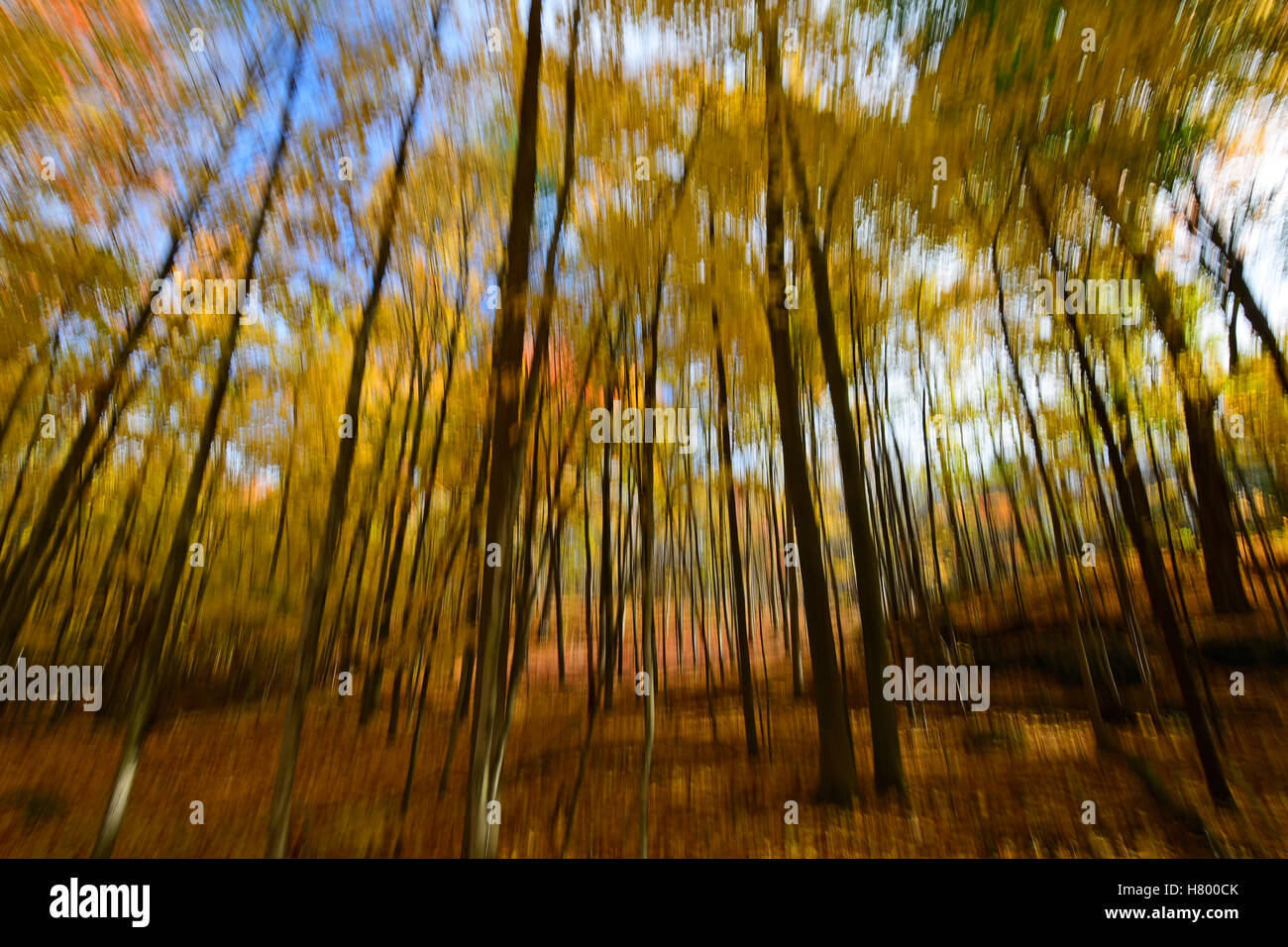 Tree stretc hi-res stock photography and images - Alamy