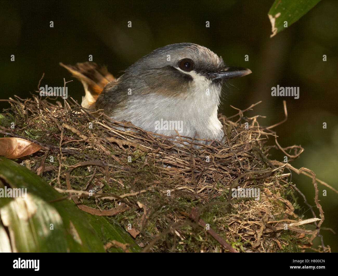 Grey-headed Robin (Heteromyias cinereifrons) sitting on nest, Atherton ...