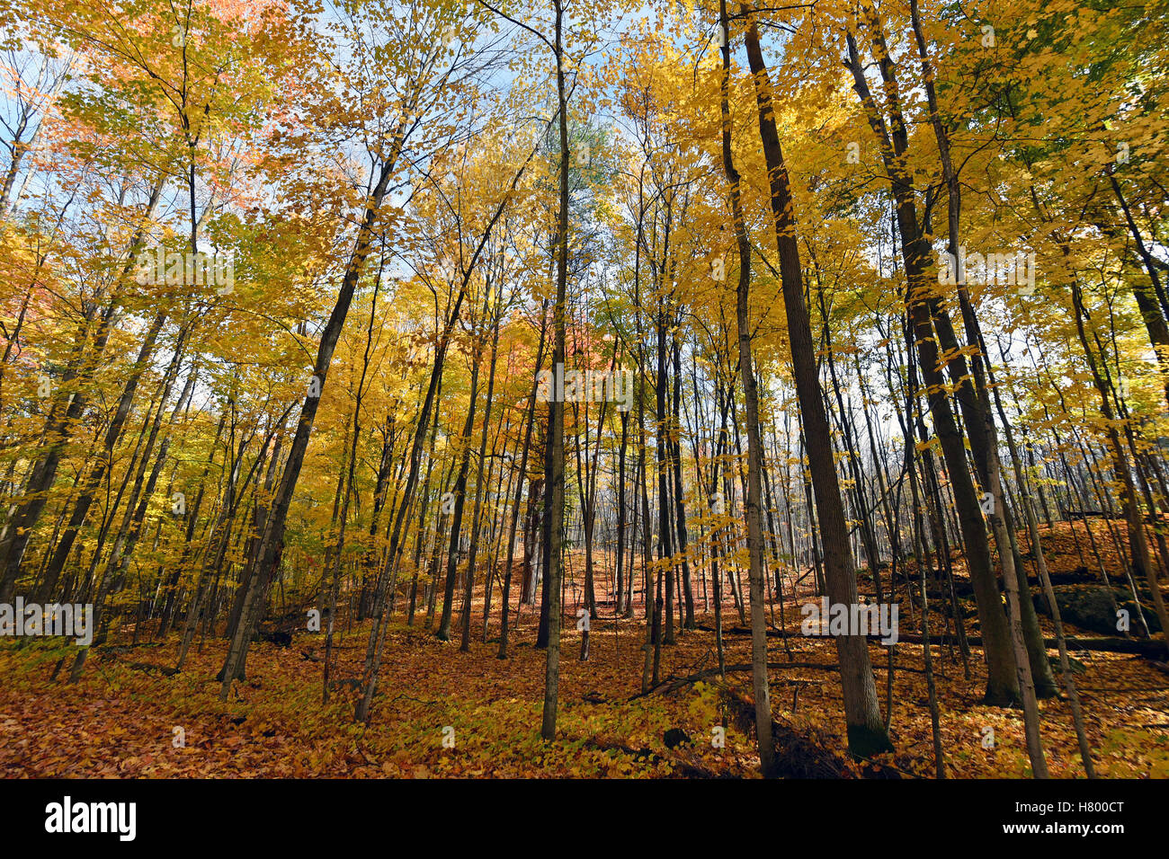 Fall Blur, Fall Leaves, Tree Stretch Stock Photo - Alamy
