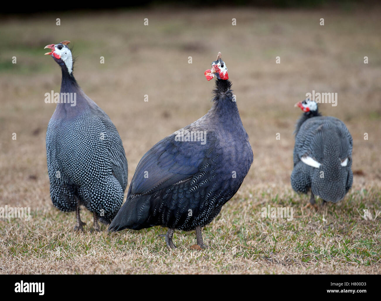 Three guineas on a field with one of them making noise Stock Photo - Alamy