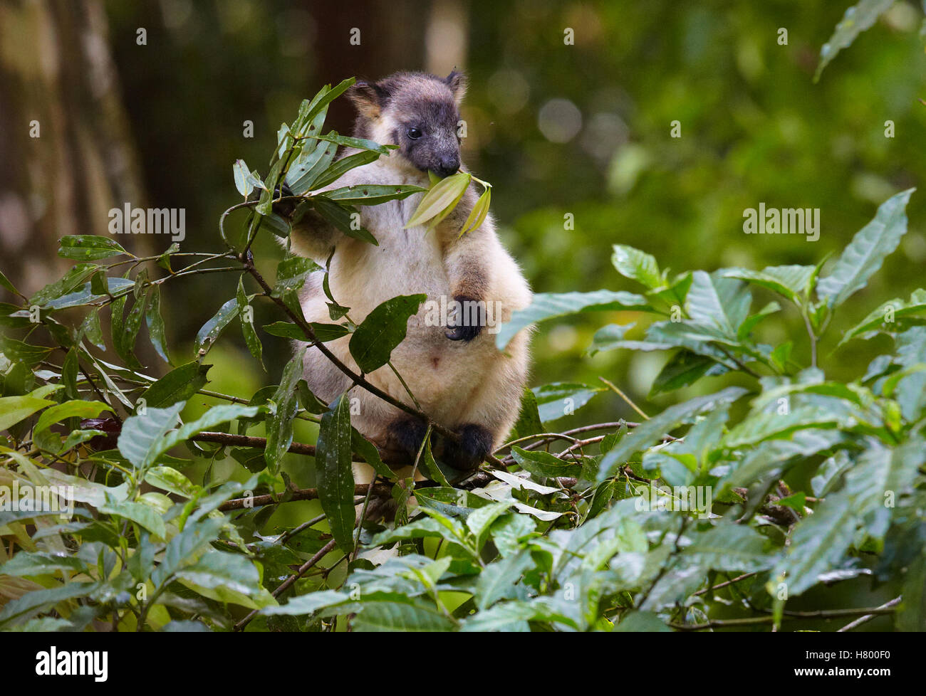 Lumholtz's Tree-kangaroo (Dendrolagus lumholtzi) juvenile eating leaves ...