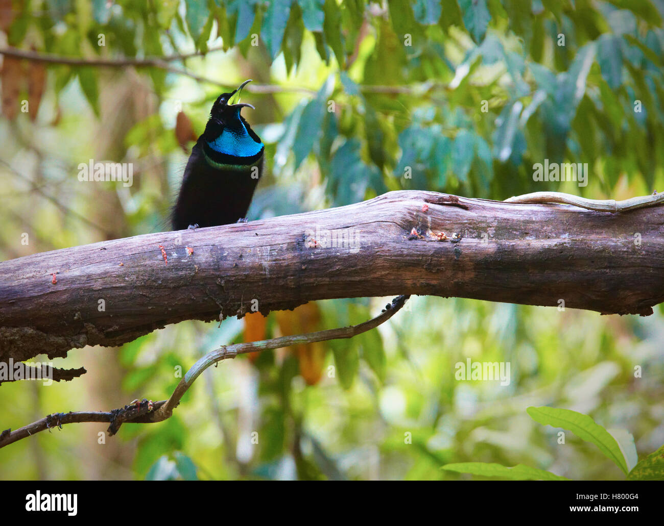 Magnificent Riflebird (Ptiloris magnificus), Iron Range, Cape York ...