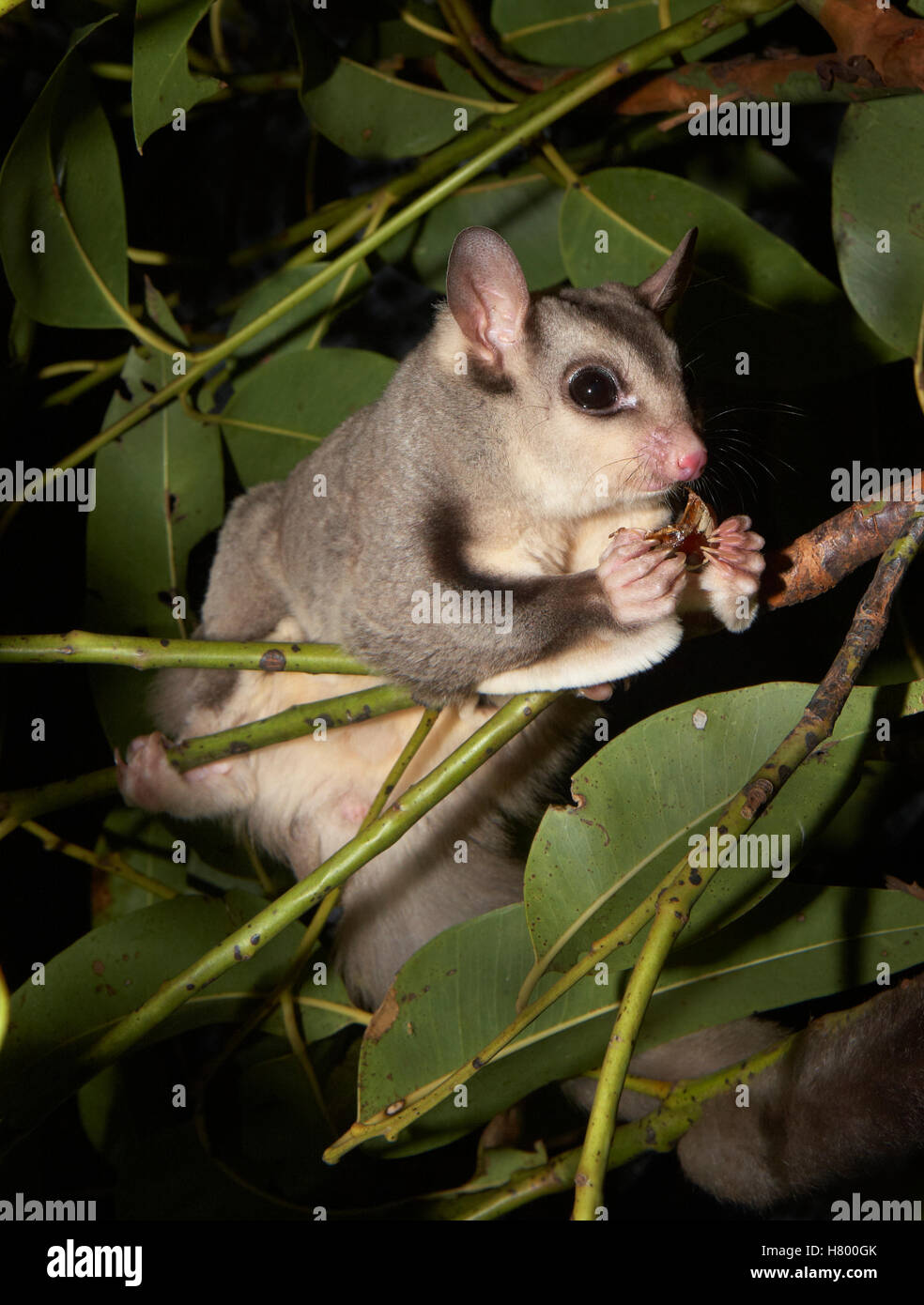 Mahogany Glider (Petaurus gracilis) eating Christmas Beetle ...