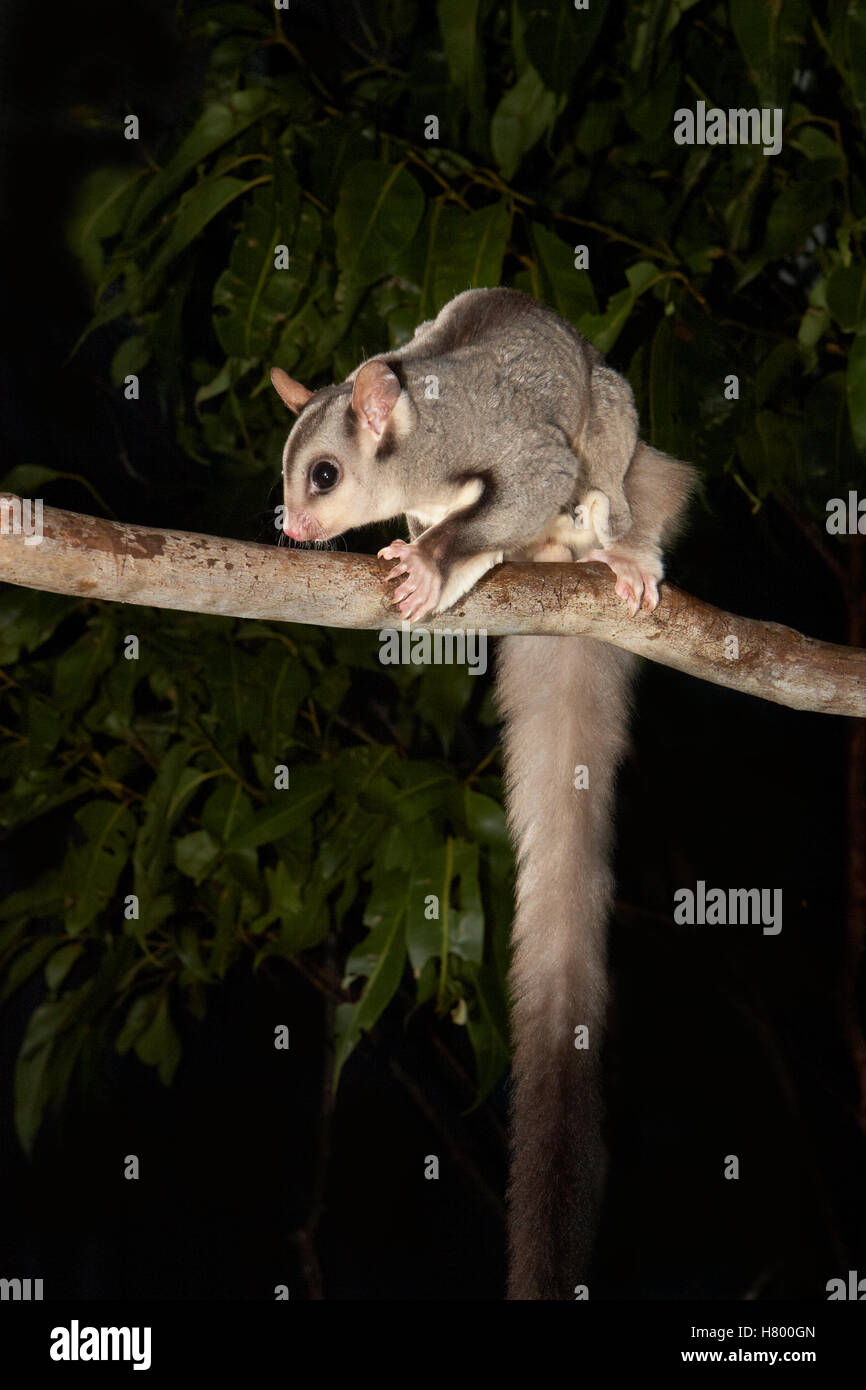 Mahogany Glider (Petaurus gracilis) male, Cardwell, Queensland ...