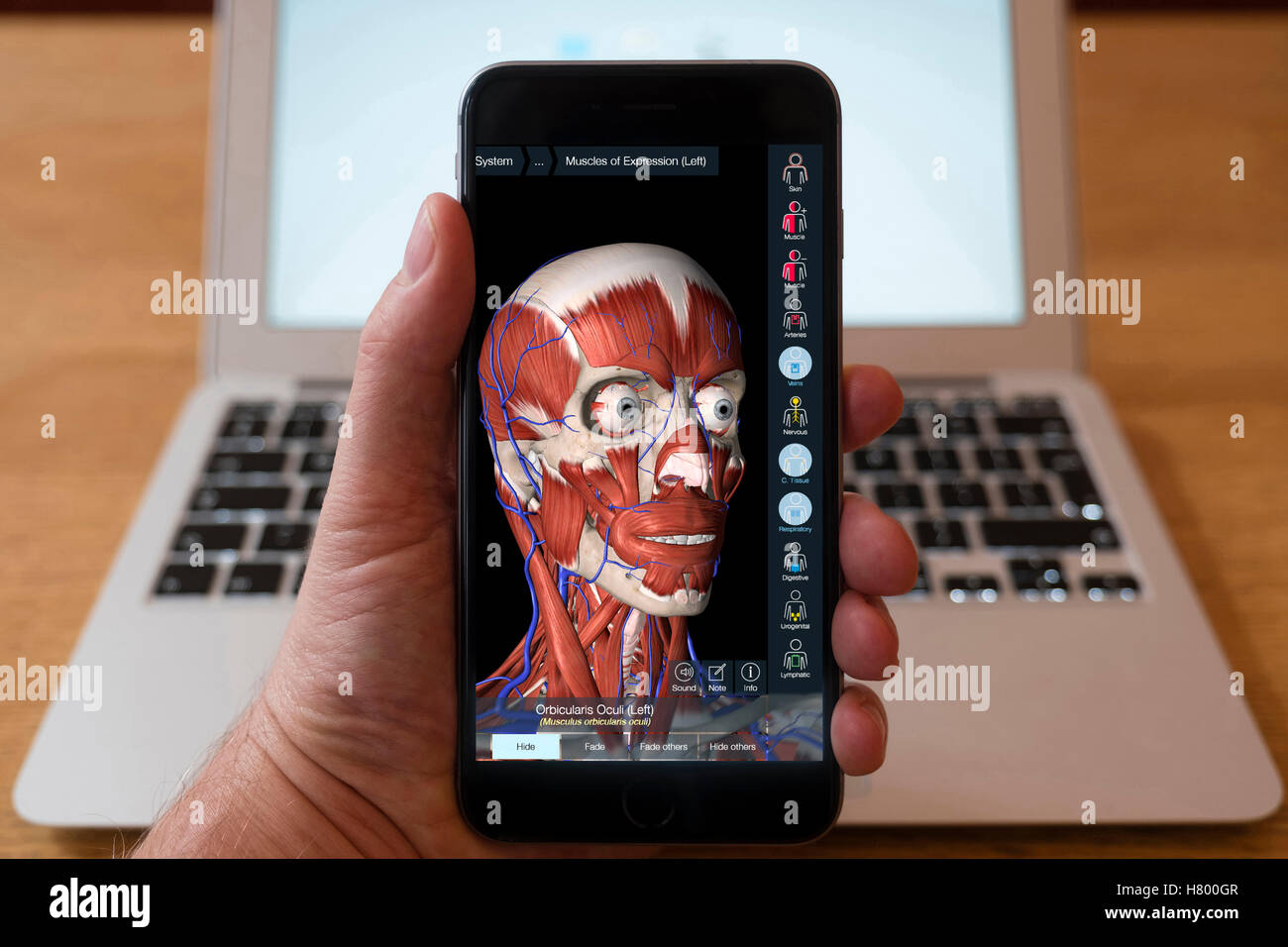 Anatomy education hi-res stock photography and images - Alamy