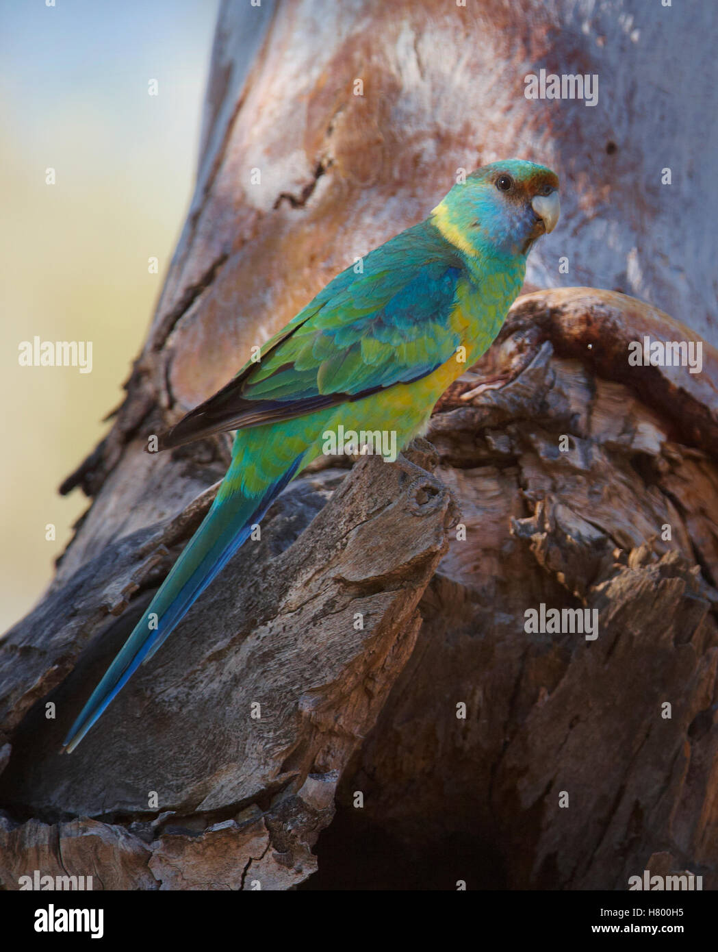 Mallee Ringneck (Barnardius zonarius barnardi) male at nesting hollow ...