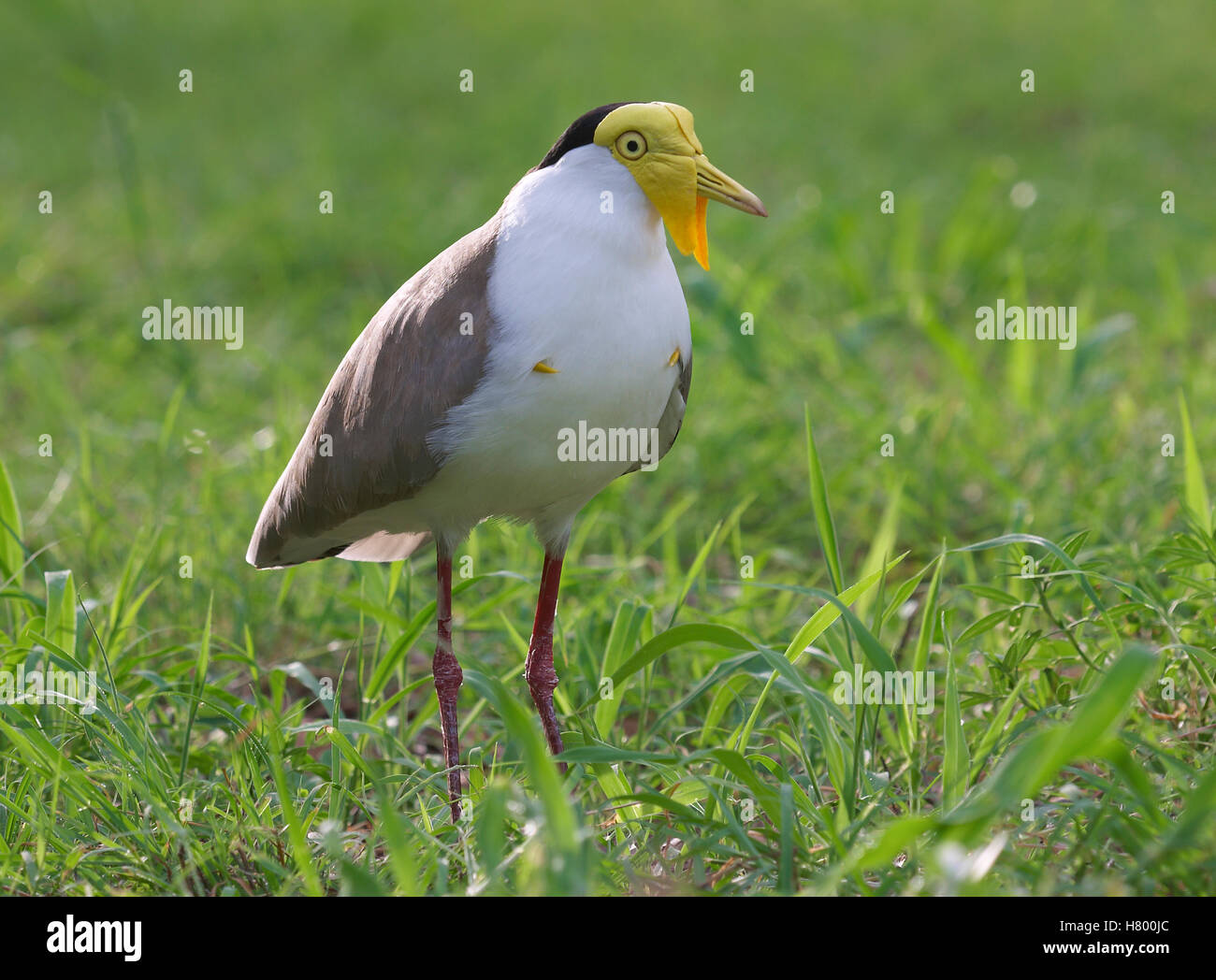 Masked Lapwing (Vanellus miles), Magnetic Island, Queensland, Australia ...