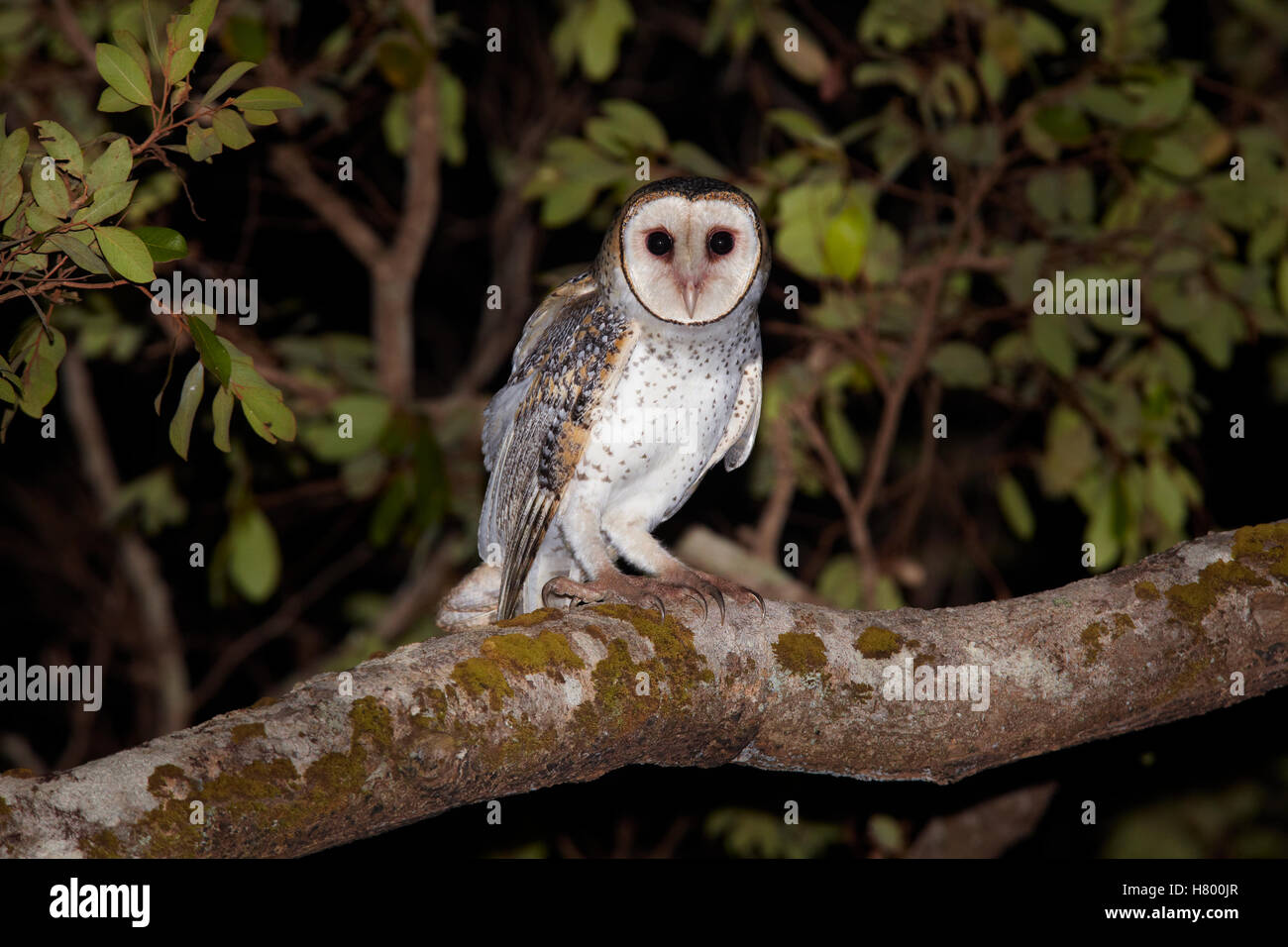 Australian Masked-Owl (Tyto novaehollandiae), Iron Range, Cape York ...