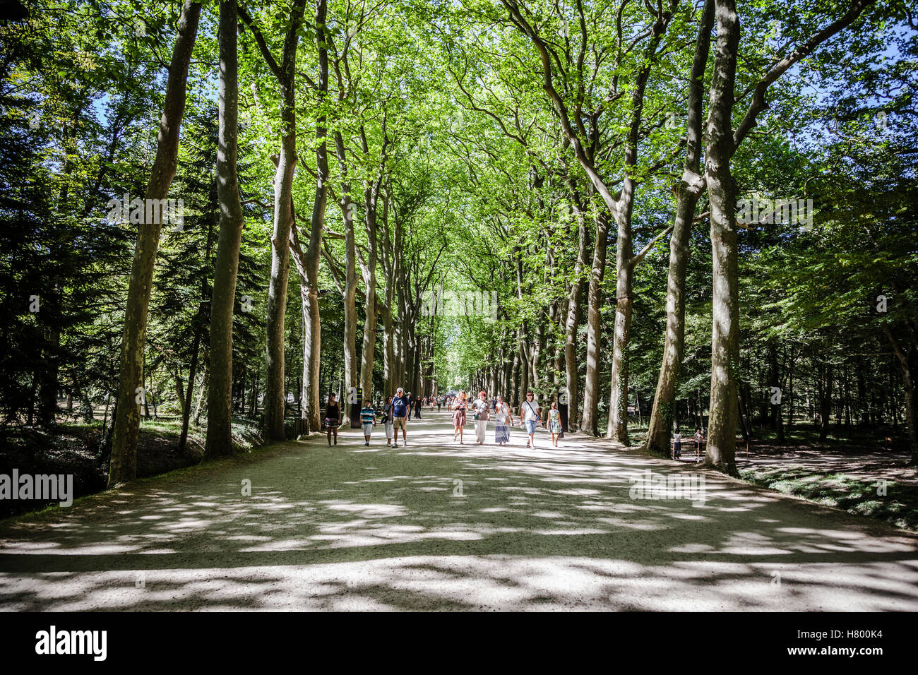 People walking in a trees alley to the Chenonceau Castle, France, Loire ...