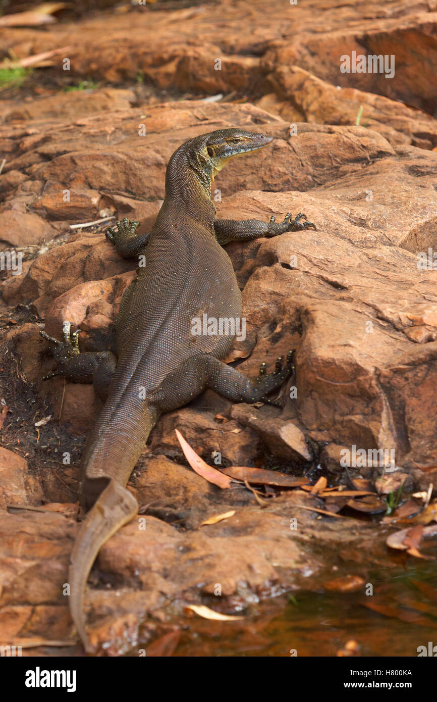Mertens' Water Monitor (Varanus mertensi) sunbathing, Batchelor ...