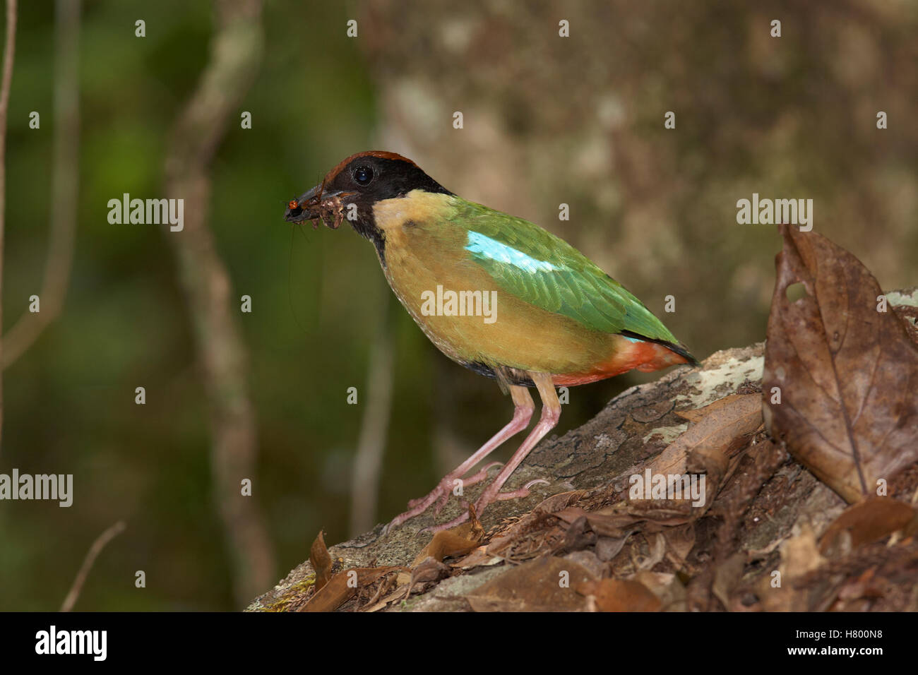 Noisy Pitta (Pitta versicolor) carrying insects to feed young, Paluma ...