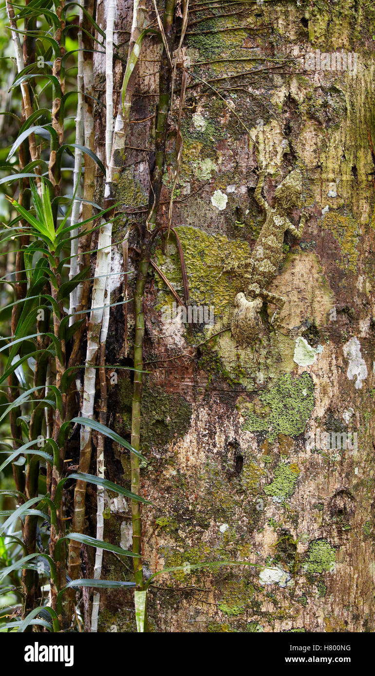 Northern Leaf-tailed Gecko (Saltuarius cornutus) showing lichen-like ...