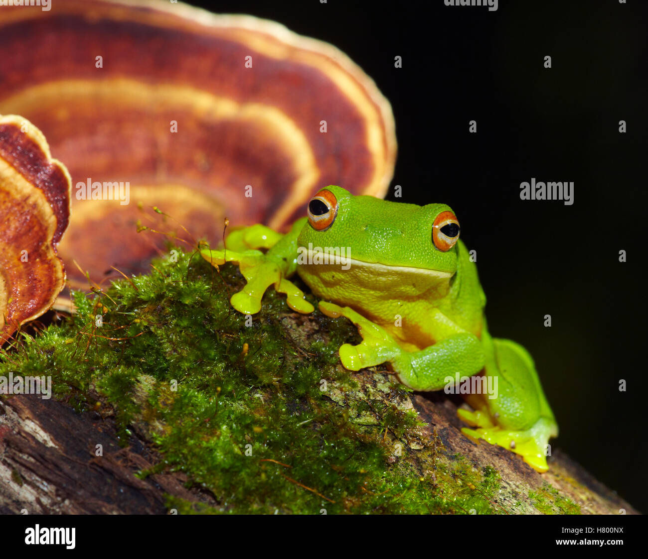 Orange-thighed Tree Frog (Litoria xanthomera), Atherton Tableland ...
