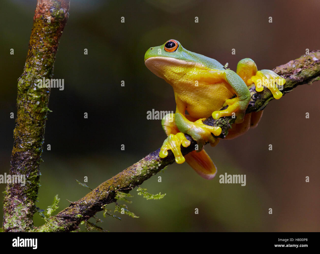 Orange-thighed Tree Frog (Litoria xanthomera), Atherton Tableland ...
