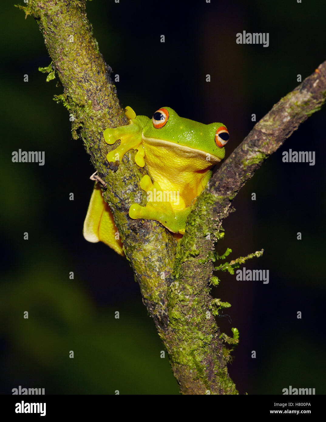 Orange-thighed Tree Frog (Litoria xanthomera), Atherton Tableland ...