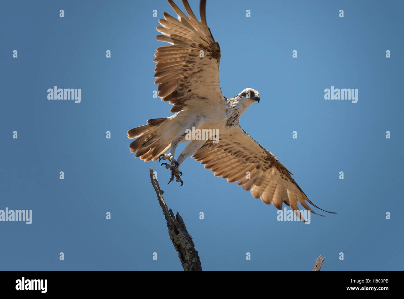 Osprey (Pandion haliaetus) taking flight, Townsville, Queensland, Australia Stock Photo - Alamy