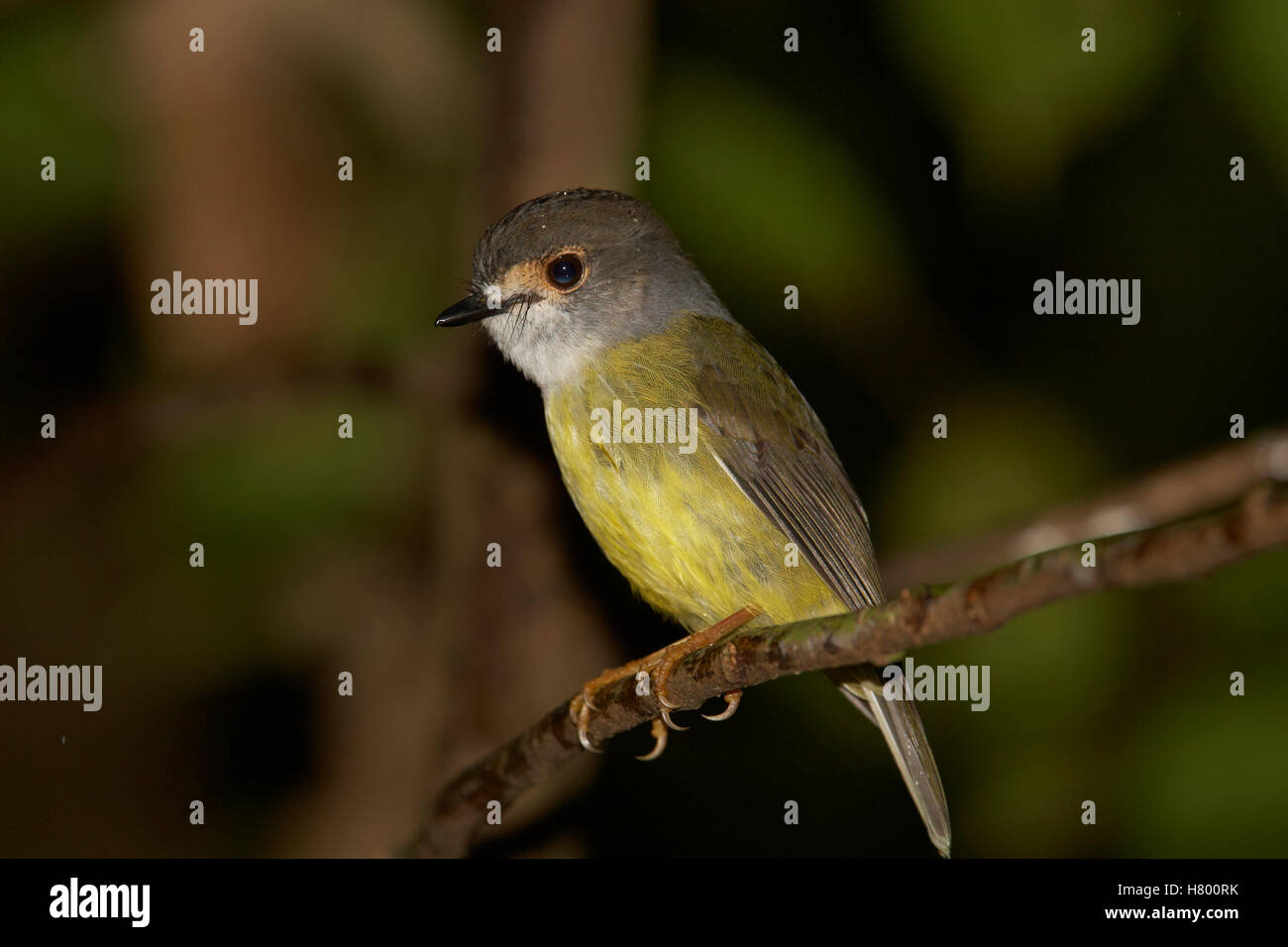 Pale-yellow Robin (Tregellasia capito), Atherton Tableland, Queensland ...