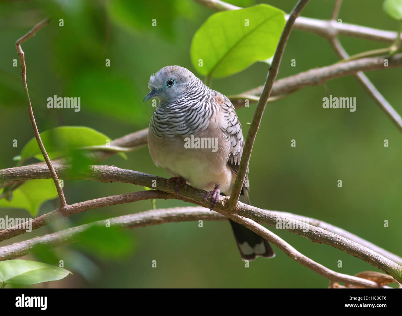 Peaceful Dove (Geopelia placida), Townsville, Queensland, Australia ...