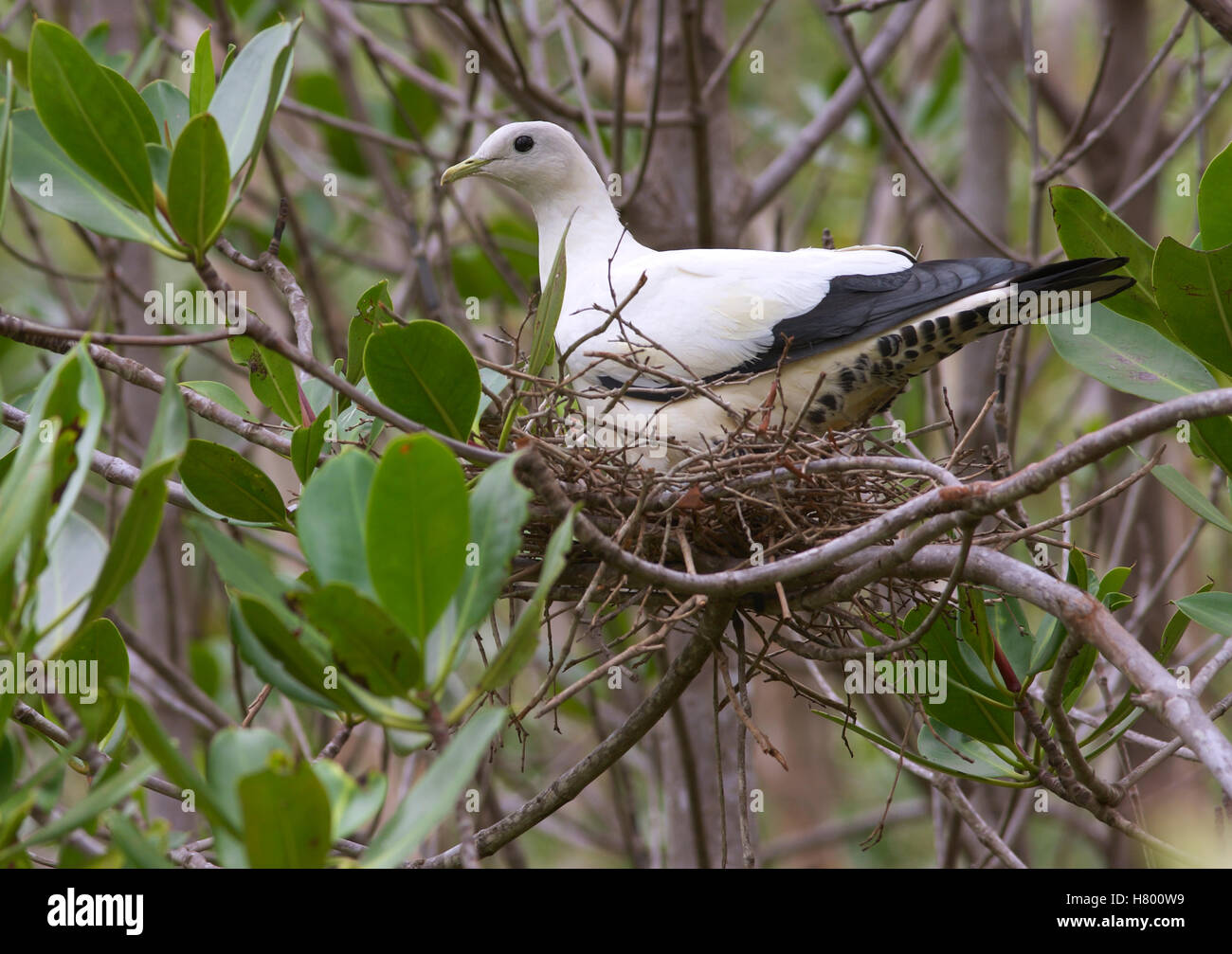 Pied Imperial-Pigeon (Ducula bicolor) on nest, Townsville, Queensland ...