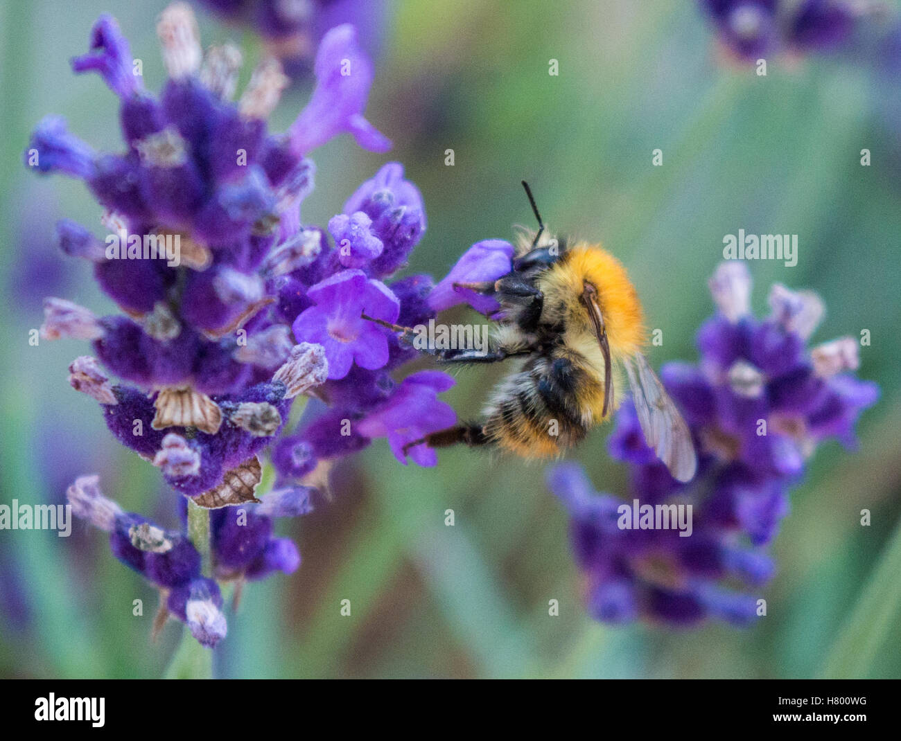 Distributing pollen hi-res stock photography and images - Alamy