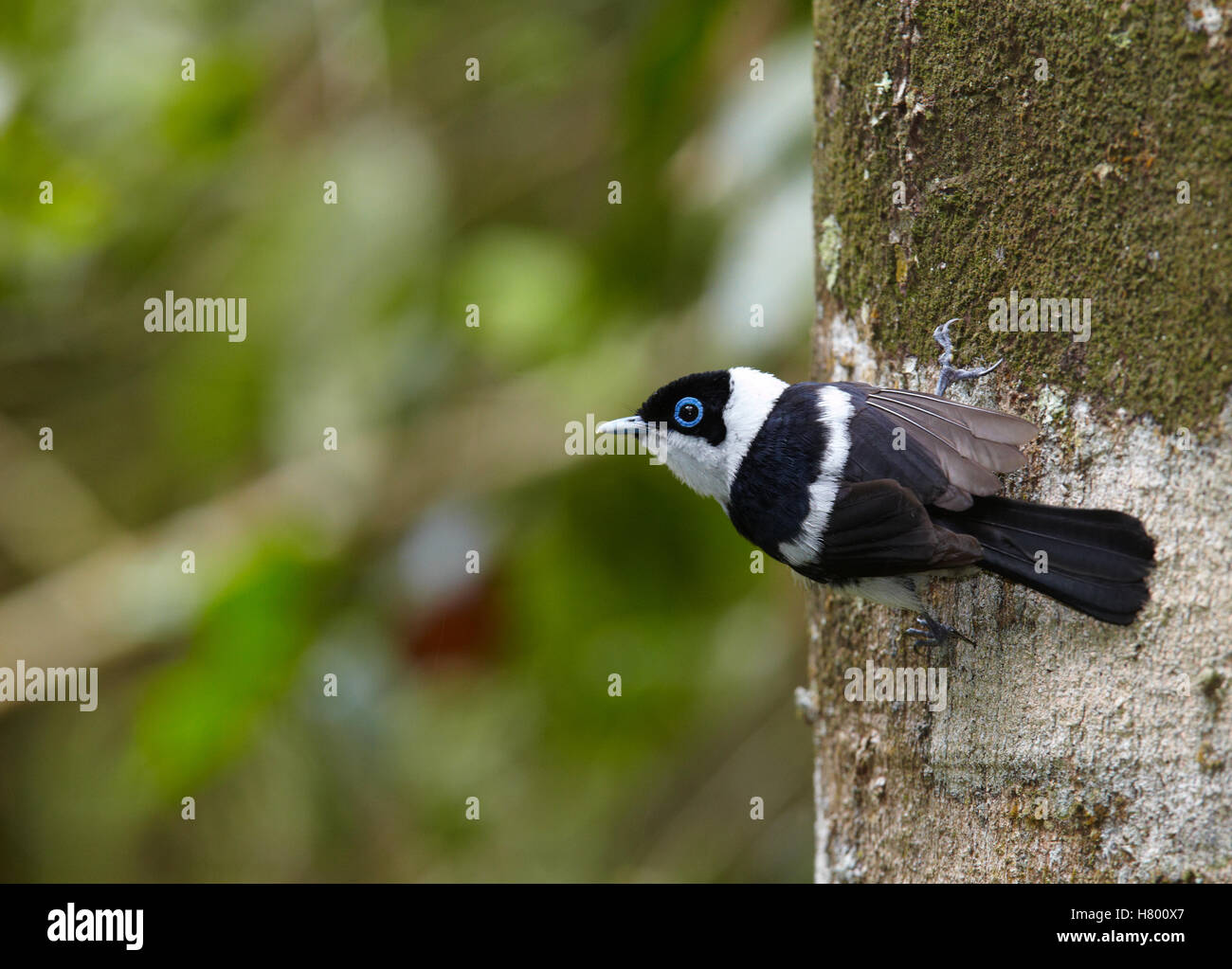 Pied Monarch (Arses kaupi) male, Atherton Tableland, Queensland ...