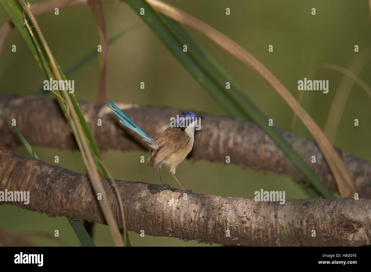 Purple-crowned Fairywren (Malurus coronatus) male, Lawnhill River ...