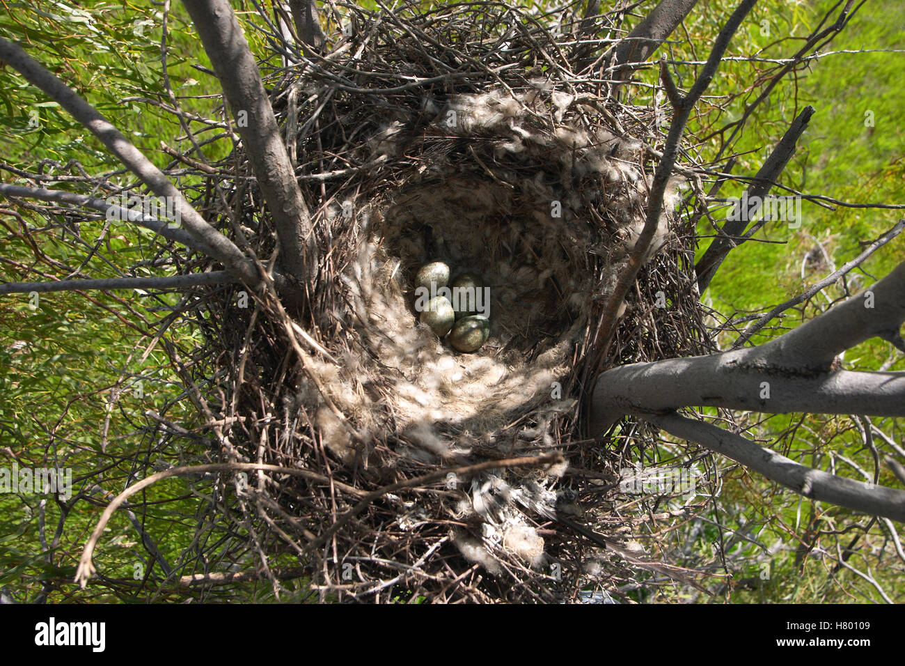 Little Raven (Corvus mellori) nest lined with sheeps wool, holds four ...