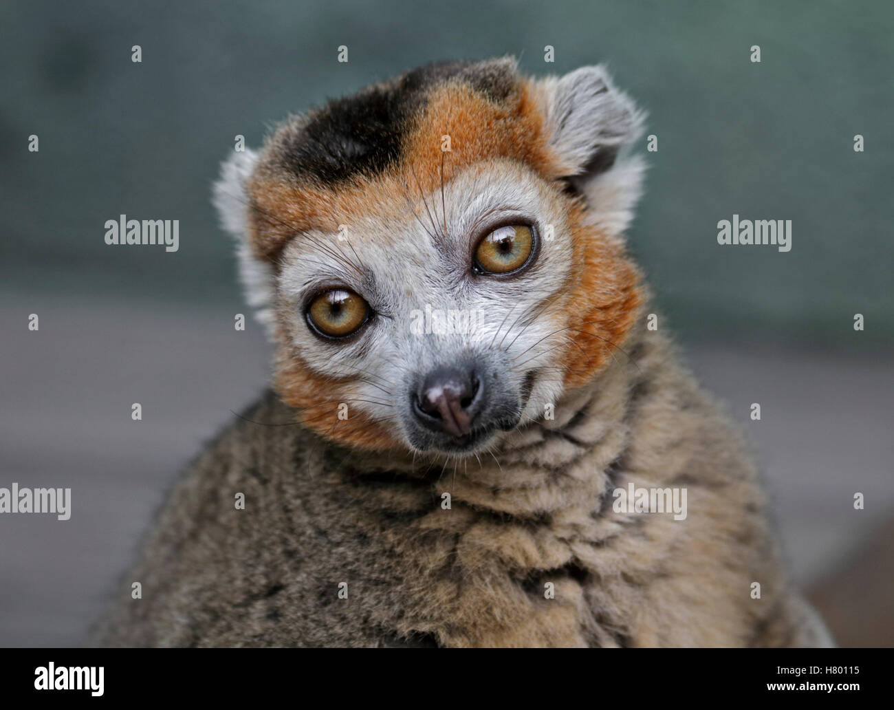 Crowned Lemur (eulemur coronatus) male Stock Photo - Alamy