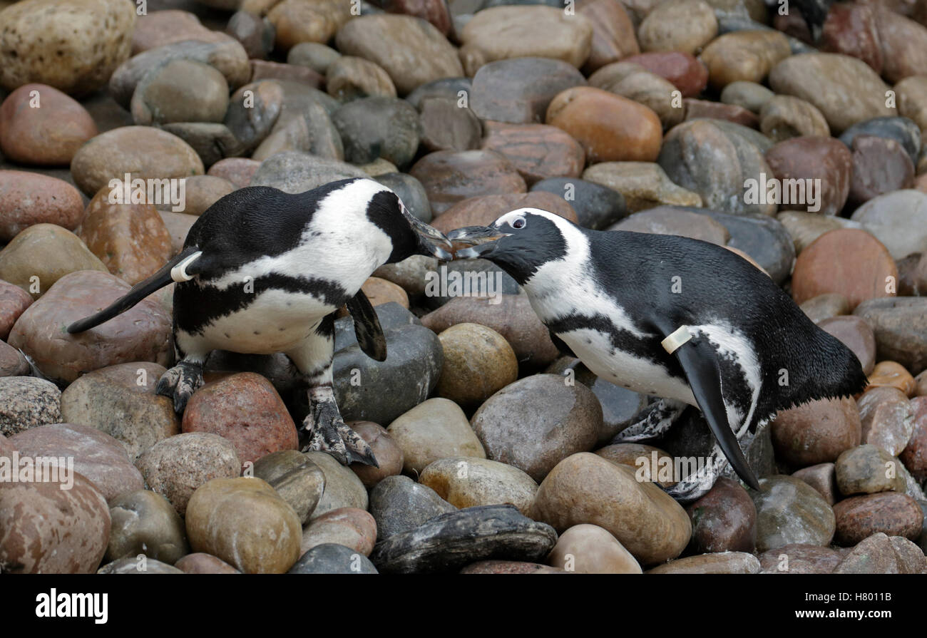 Black footed penguins hi-res stock photography and images - Alamy