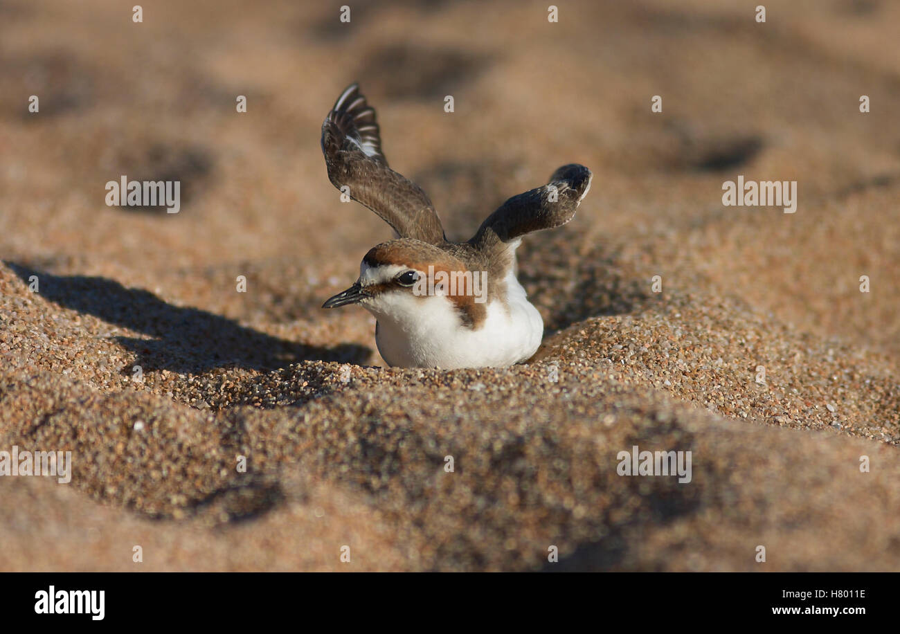 Red-capped Plover (Charadrius ruficapillus) female in diversion display ...