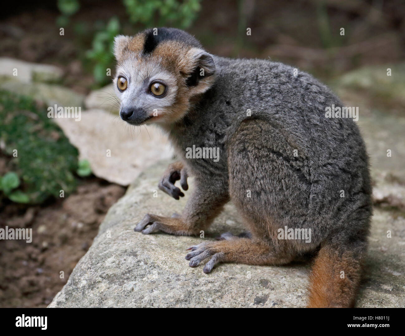 Crowned Lemur (eulemur coronatus) male juvenile Stock Photo - Alamy