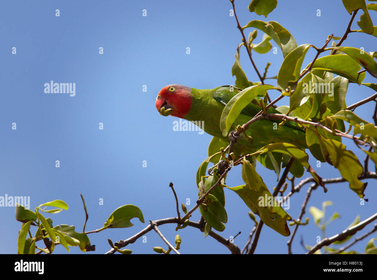 Red-cheeked Parrot (Geoffroyus geoffroyi) male feeding on berries, Iron ...