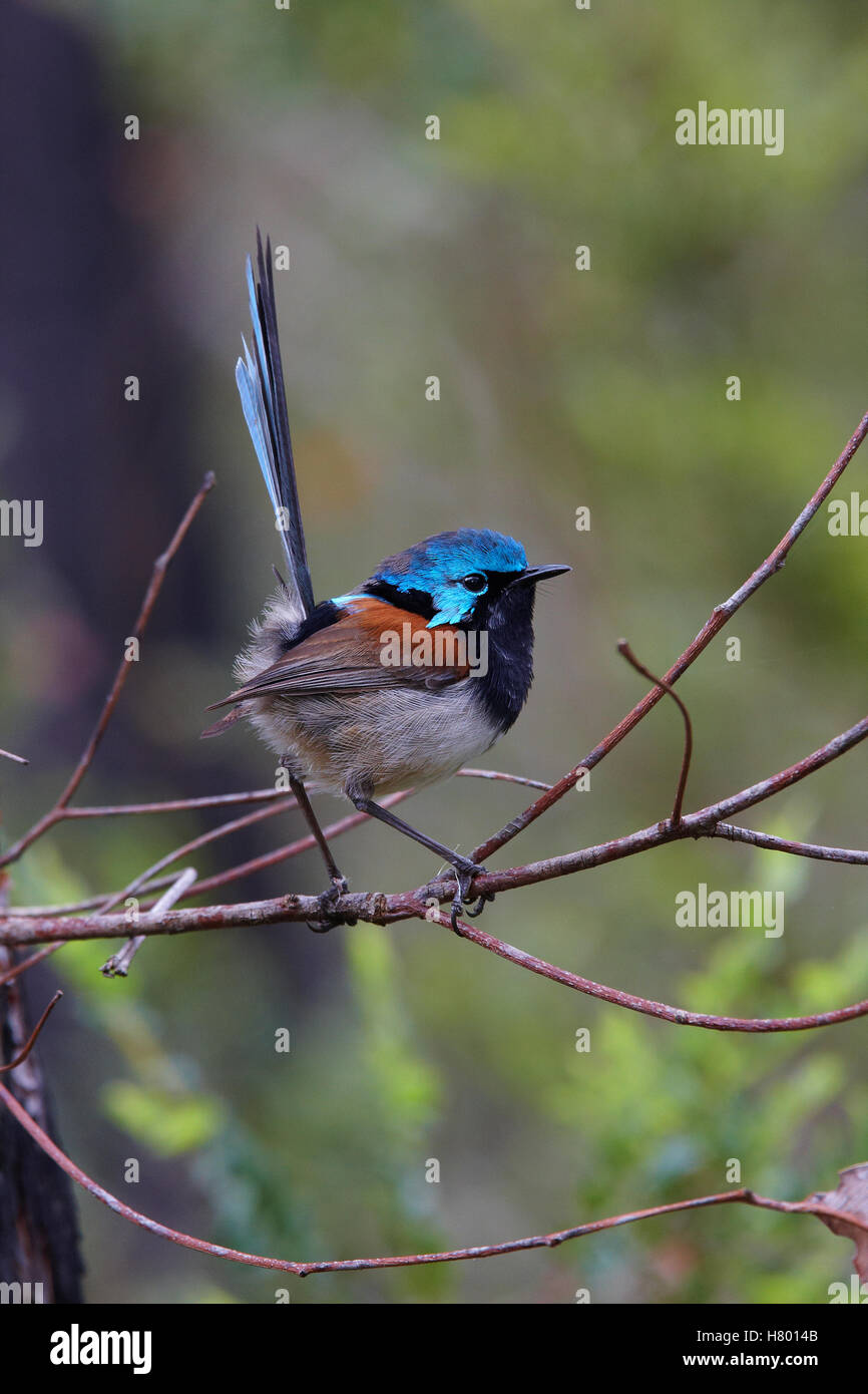 Red-winged Fairywren (Malurus elegans) male, Mount Barker, Western ...