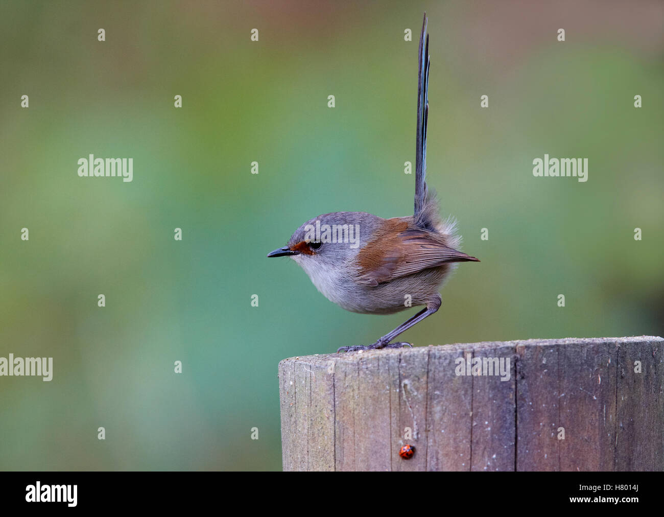 Red-winged Fairywren (Malurus elegans) female, Mount Barker, Western ...