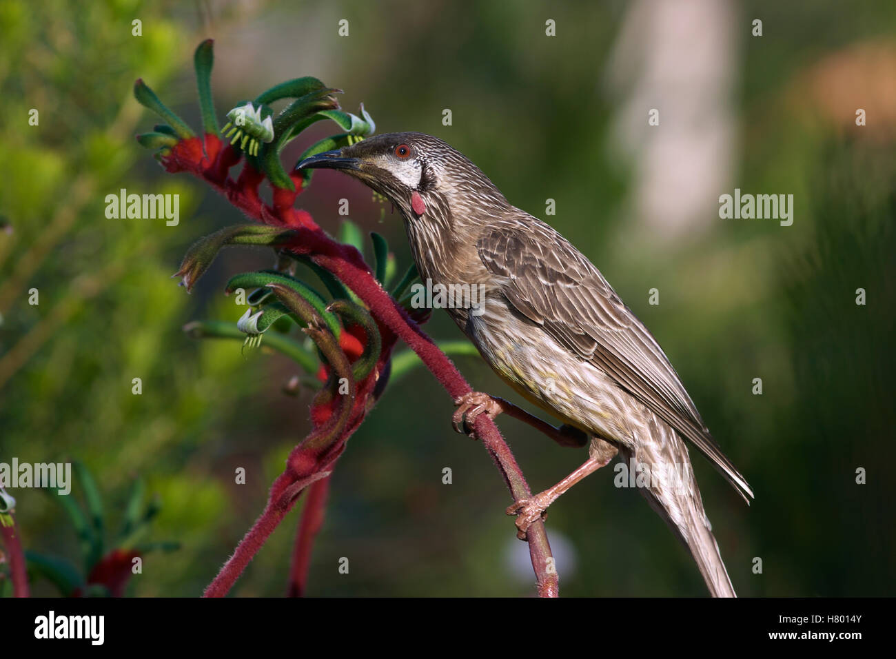 Red Wattlebird (Anthochaera carunculata) male feeding on Kangaroo Paw ...