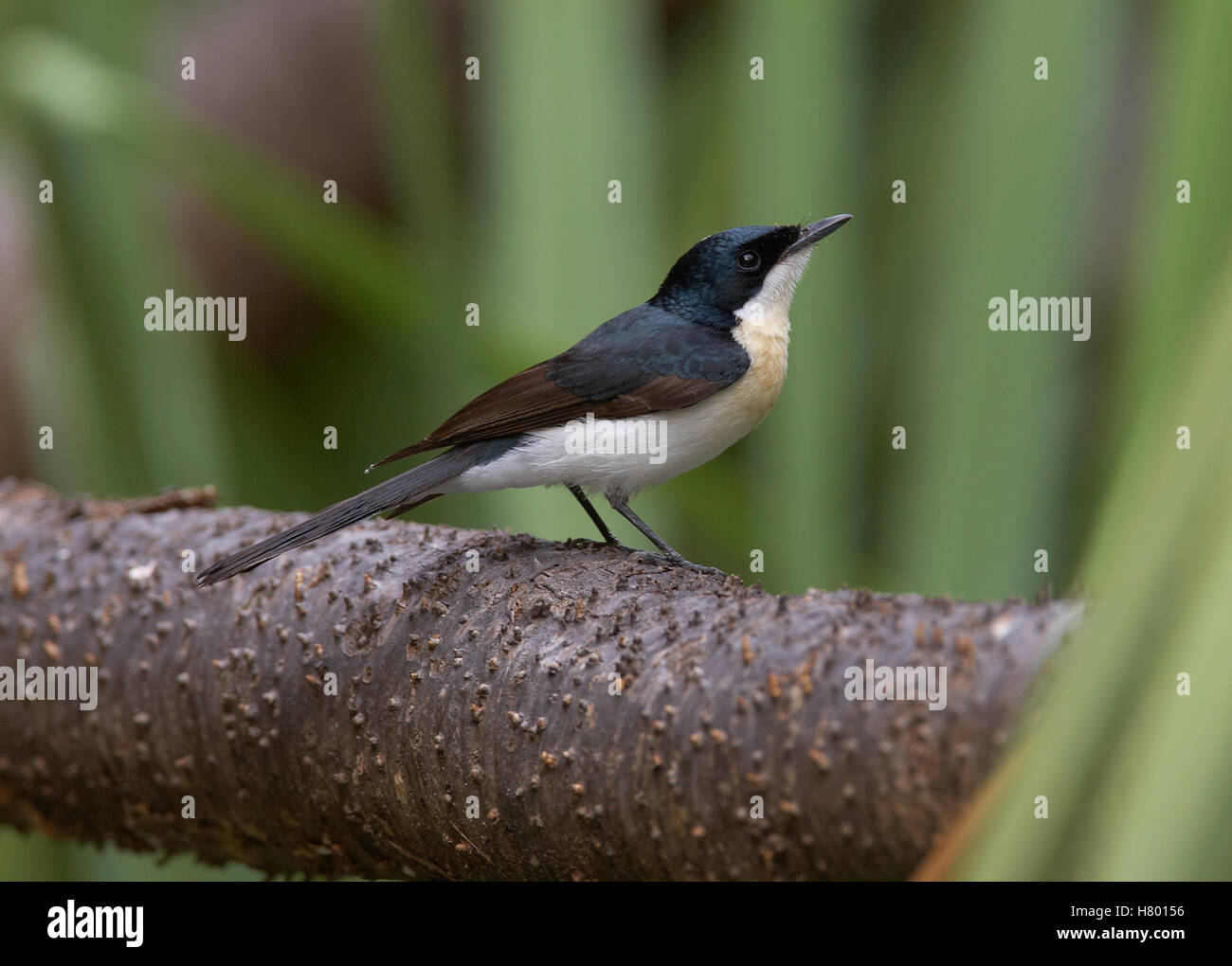 Paperbark Flycatcher (Myiagra nana), Australia Stock Photo - Alamy
