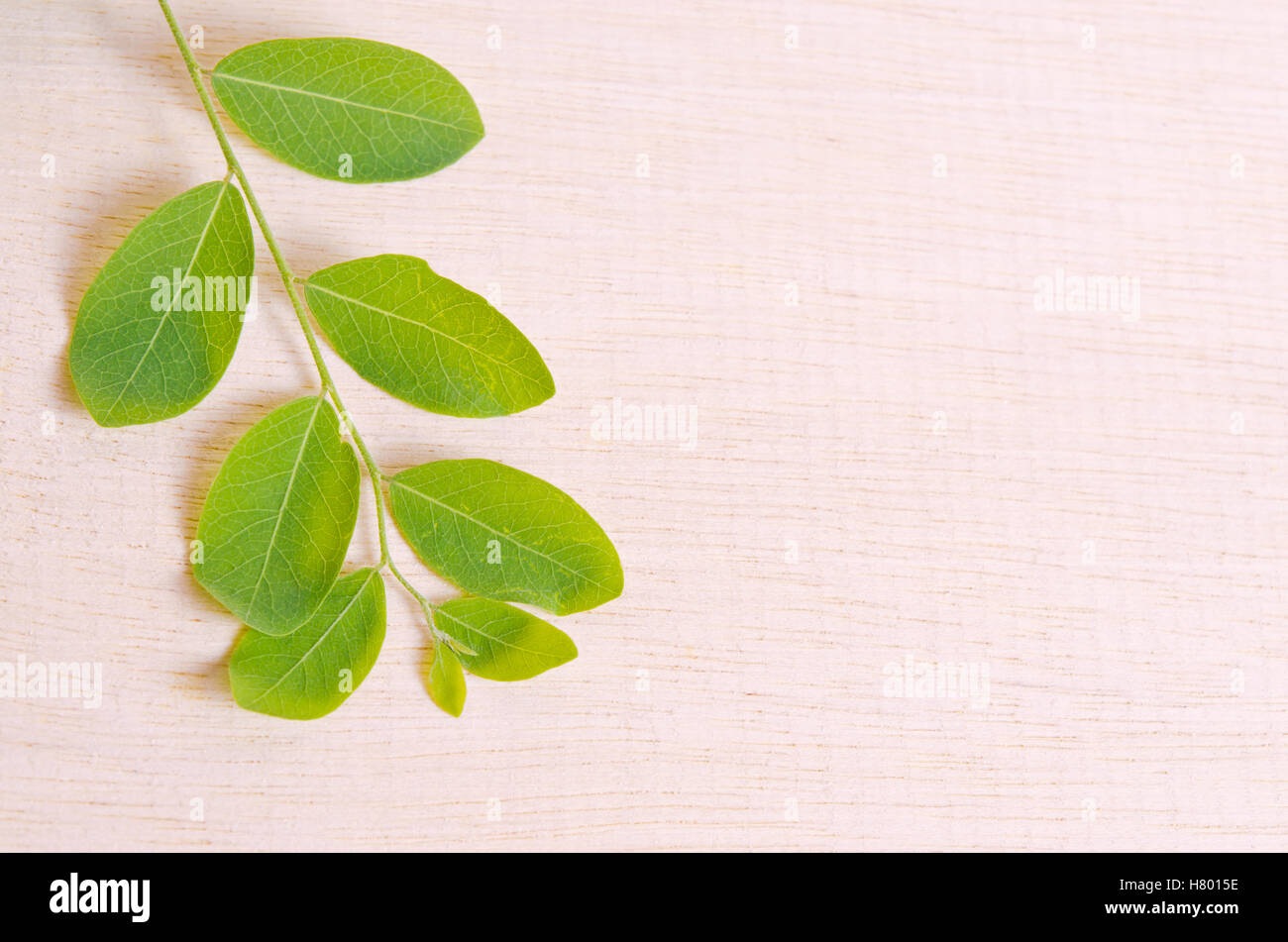 Moringa (Other names are Moringa oleifera Lam., MORINGACEAE, Futaba kom ...
