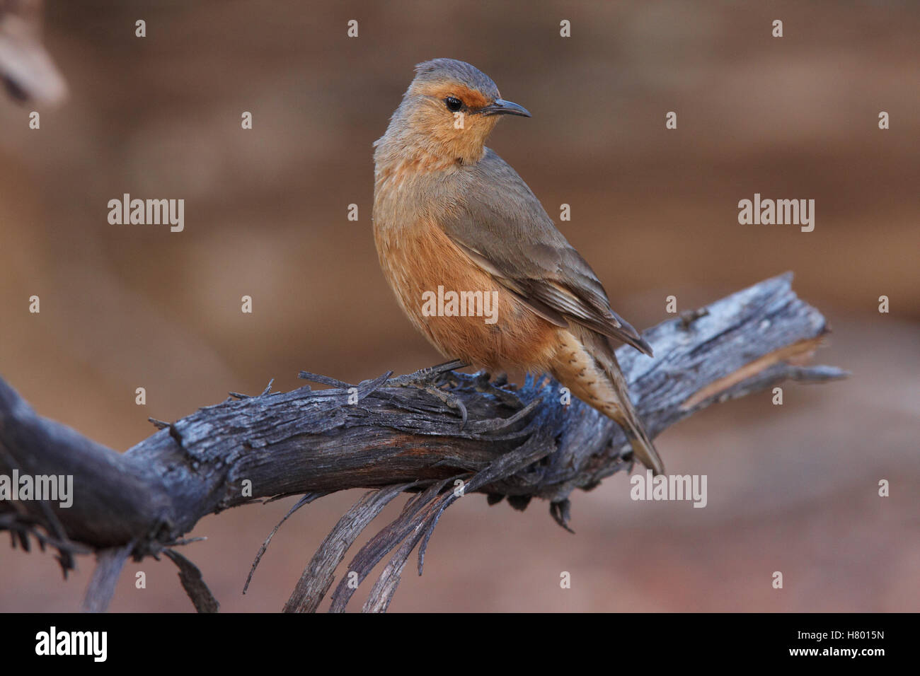 Rufous Treecreeper (Climacteris rufa), Dryandra Woodland State Forest ...