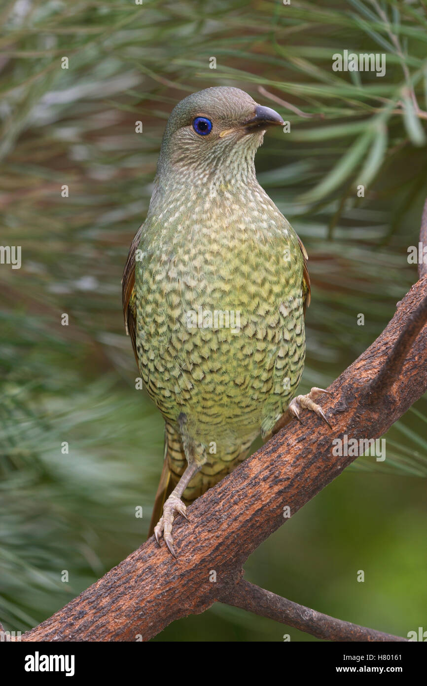 Satin Bowerbird (Ptilonorhynchus violaceus) female, Paluma Range National Park, Queensland ...