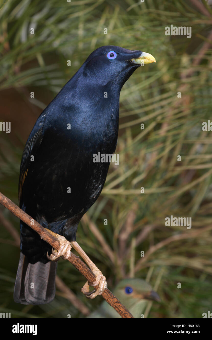 Satin Bowerbird (Ptilonorhynchus violaceus) male, Paluma Range National ...