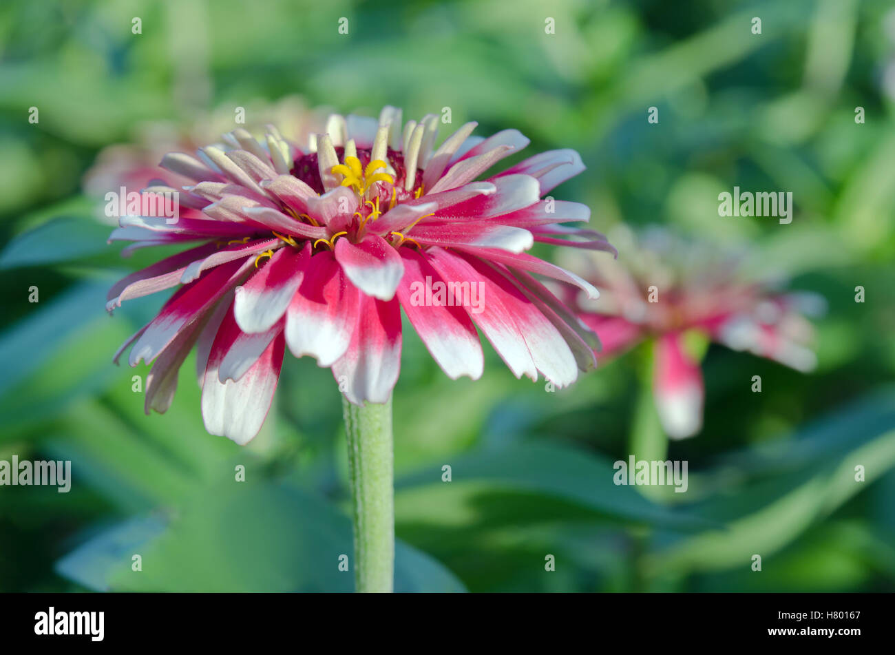 Aster flower White and red hybrid (Also called as Callistephus ...