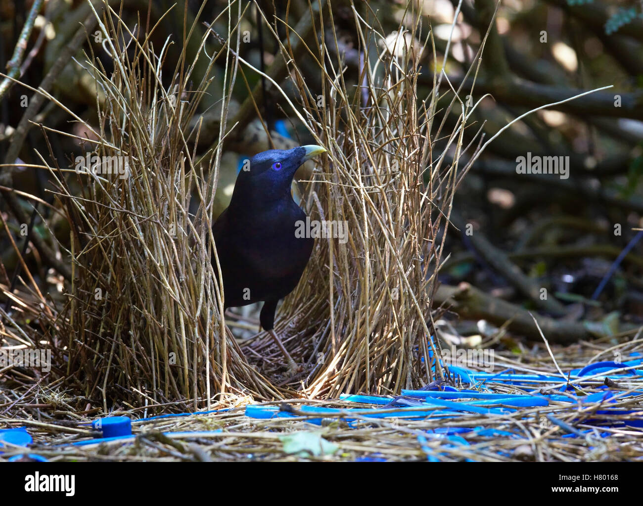 Satin Bowerbird (Ptilonorhynchus violaceus) male tends his bower ...