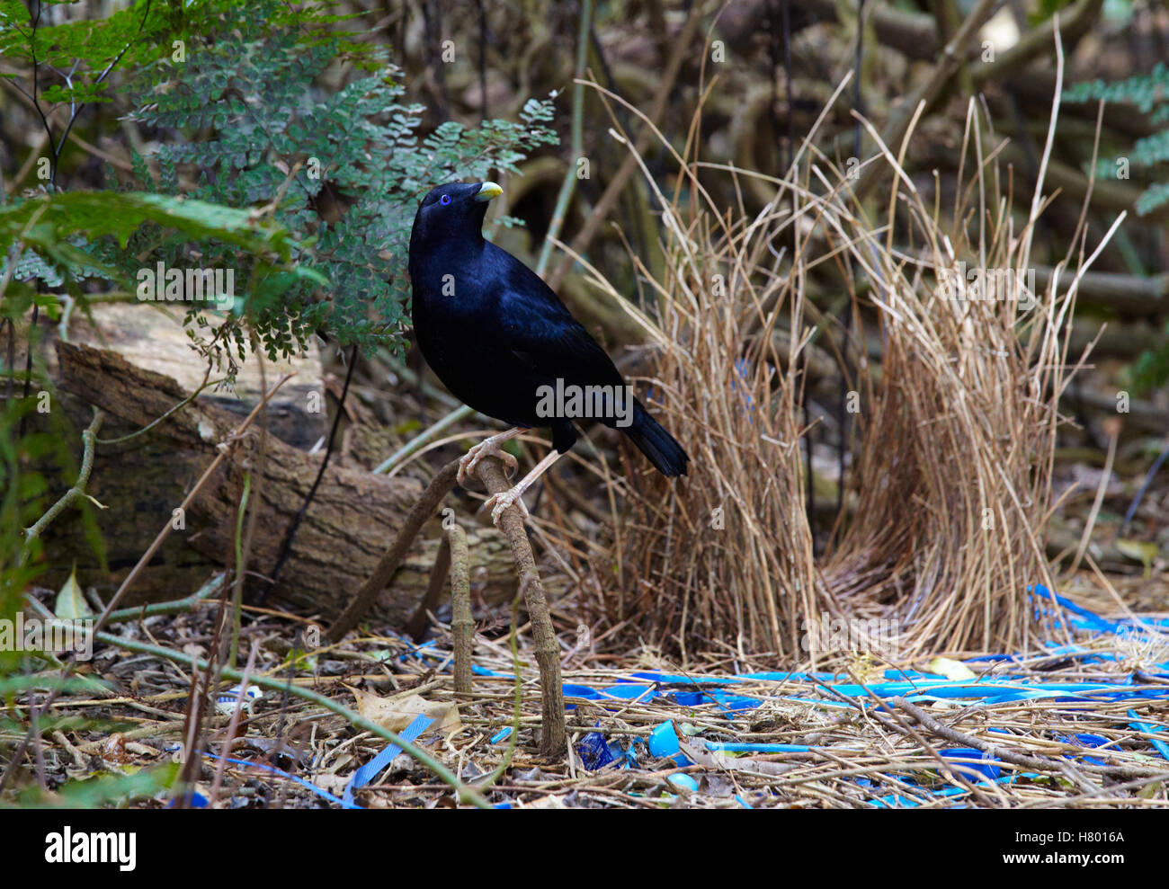 Satin Bowerbird (Ptilonorhynchus violaceus) male beside bower decorated to attract females ...