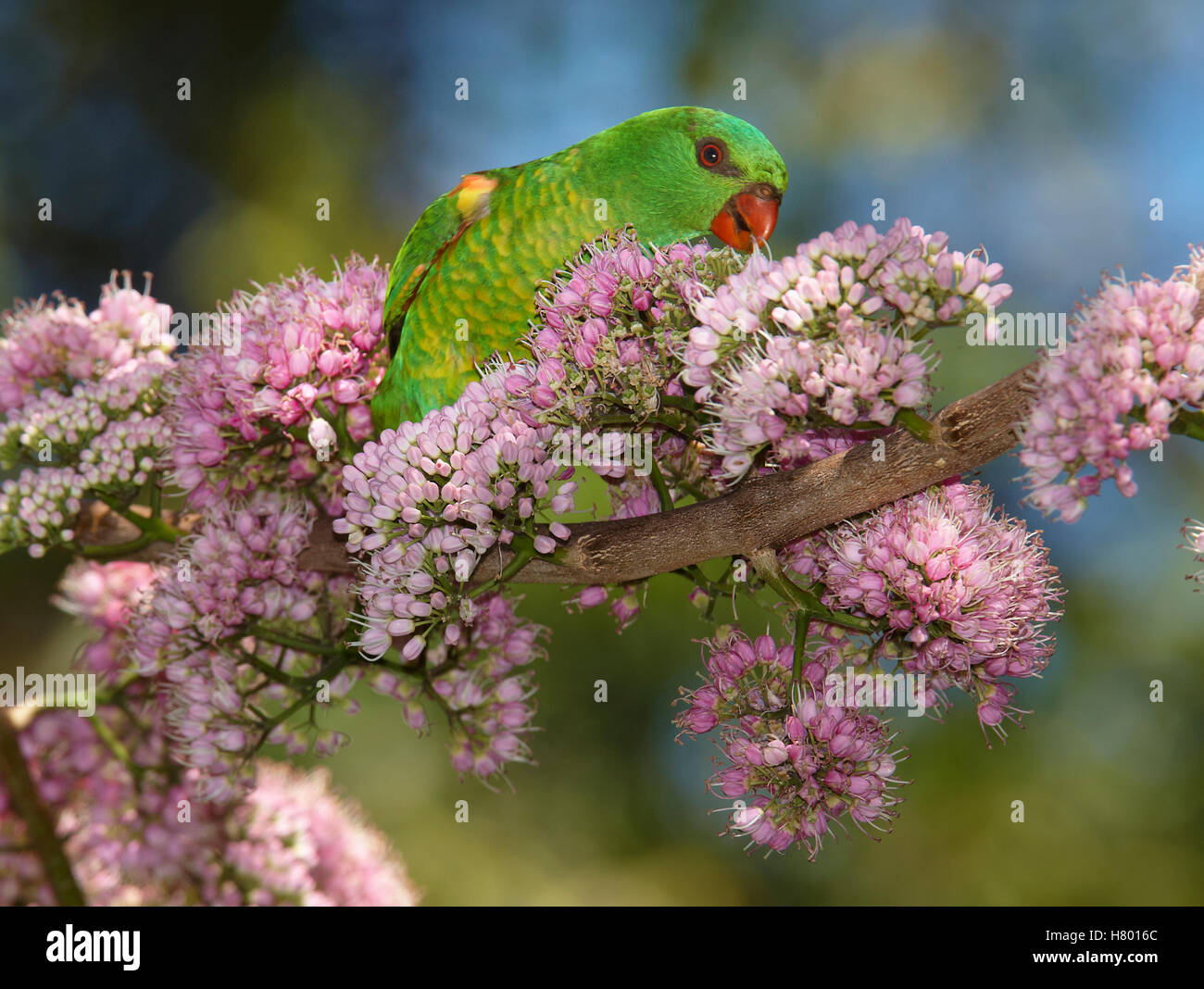 Scaly-breasted Lorikeet (Trichoglossus chlorolepidotus) feeding on ...