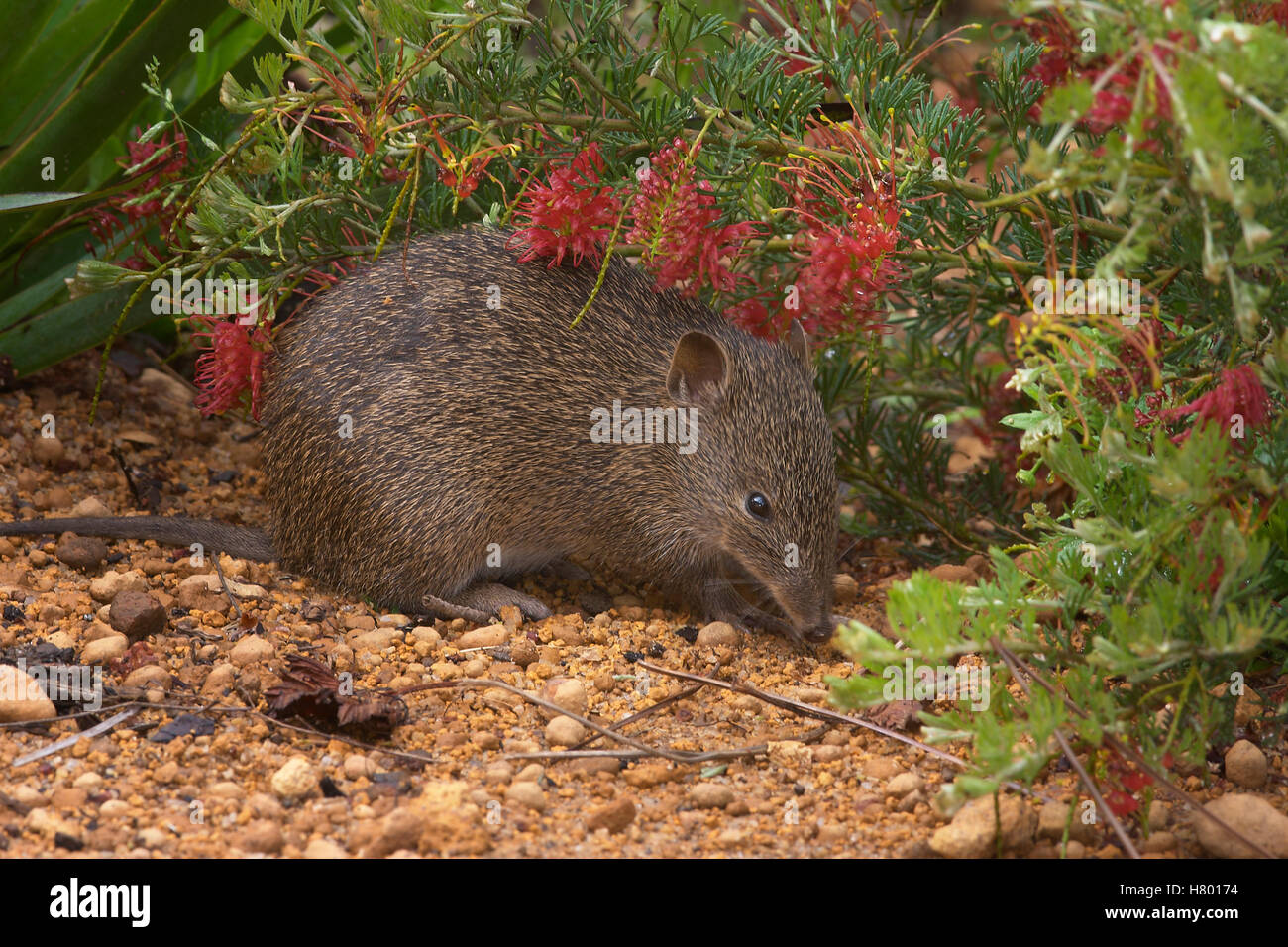 Southern Brown Bandicoot (Isoodon obesulus) foraging in the undergrowth ...