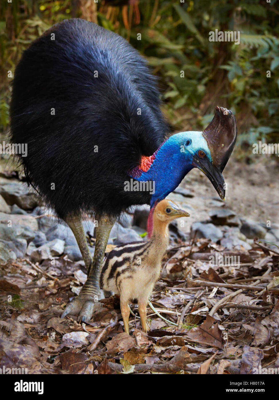 Southern Cassowary (Casuarius casuarius) male with chick foraging ...