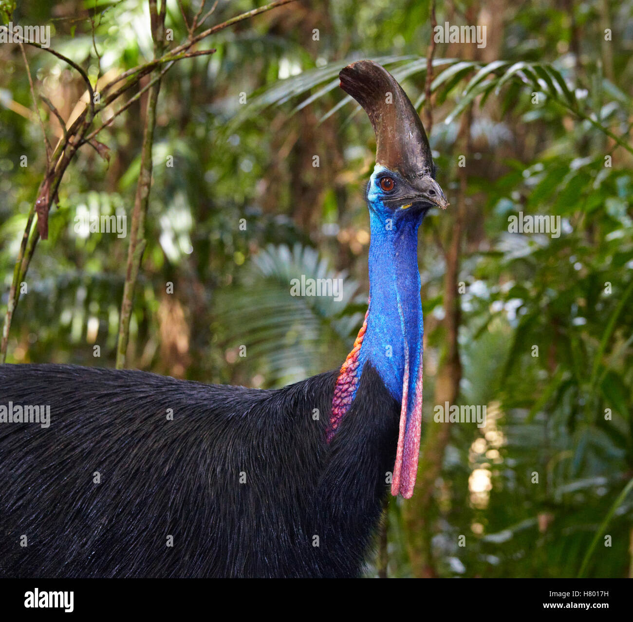 Southern Cassowary (Casuarius casuarius) female, Etty Bay, Queensland ...